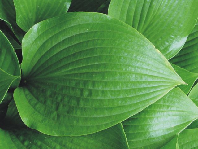 Hosta Emerald Crown
